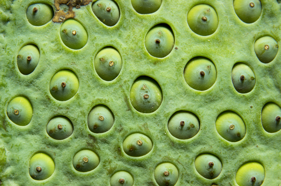 Trypophobia? – Afraid Of Chocolate Chip Cookies – Overcoming OCD